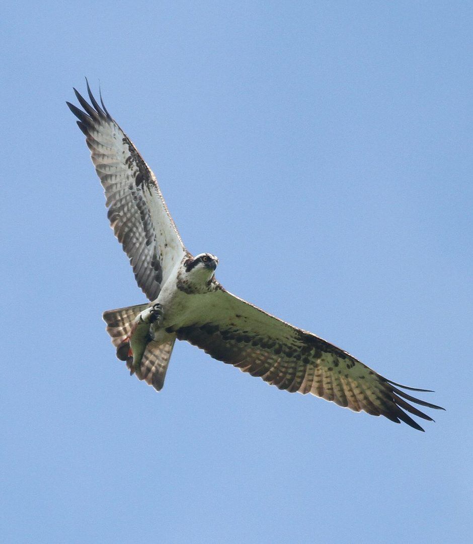 Unieke gebeurtenis: Visarend(en) geboren in Biesbosch - Sliedrecht24