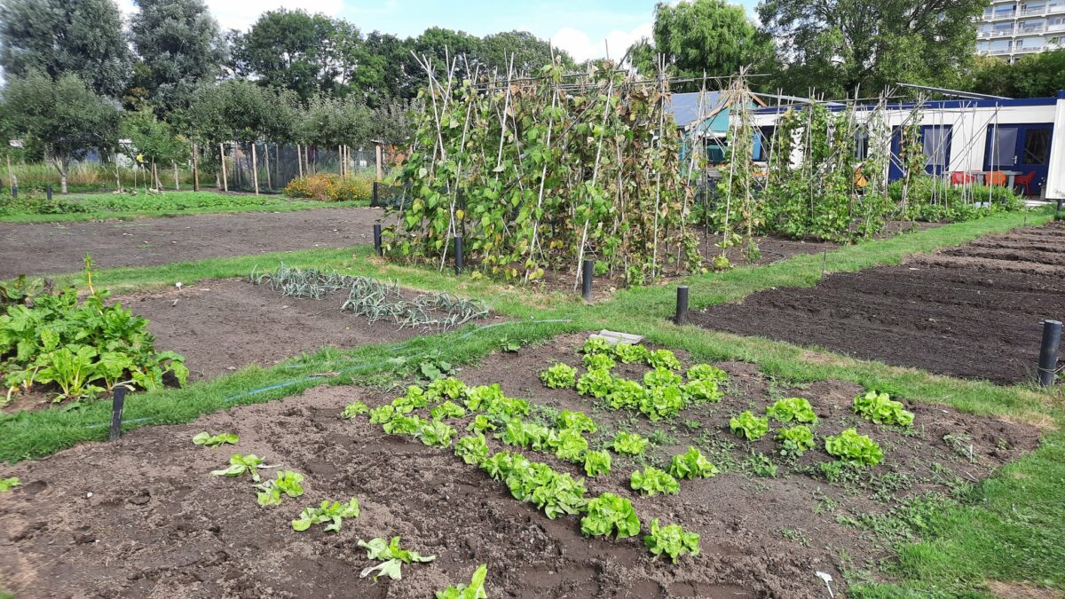 Moestuin Sliedrecht organiseert maandelijks vegetarische ...