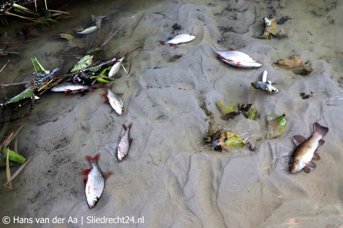 Tientallen dode vissen in water bij Deltalaan - Sliedrecht24