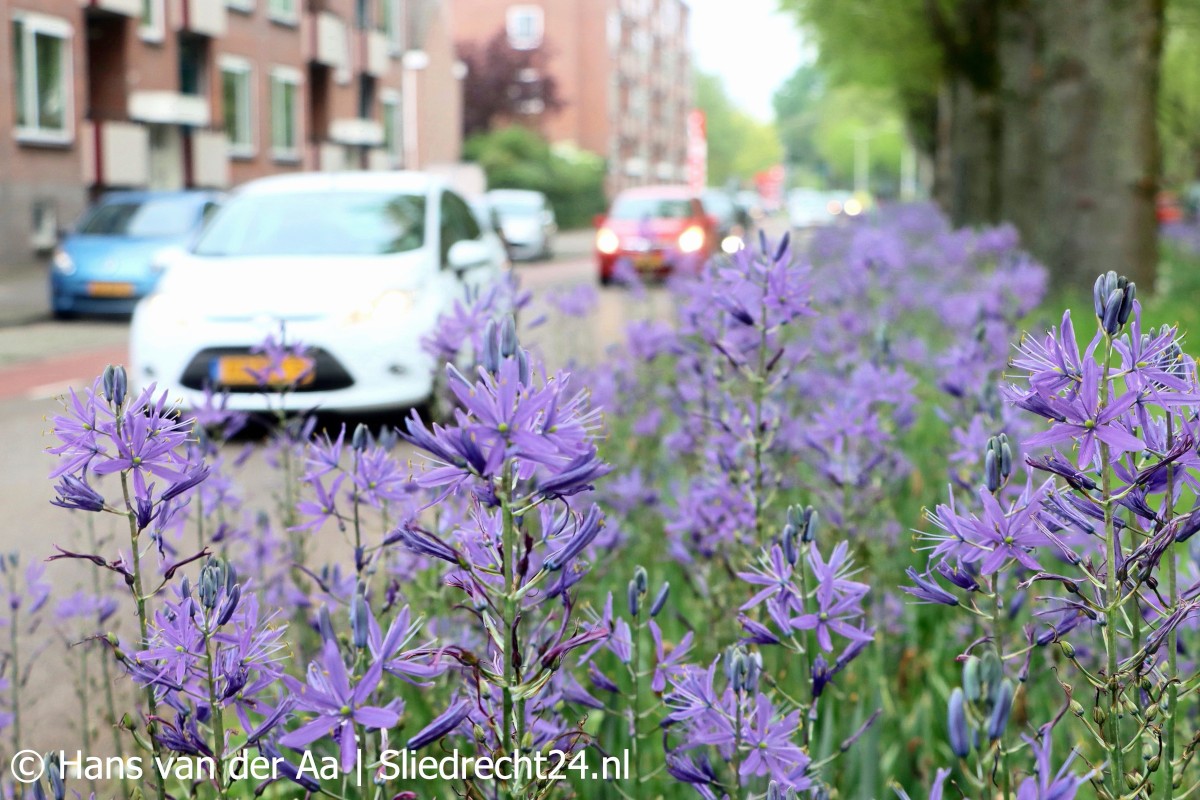 Plantsoen in Deltalaan eerst geel en nu blauw - Sliedrecht24