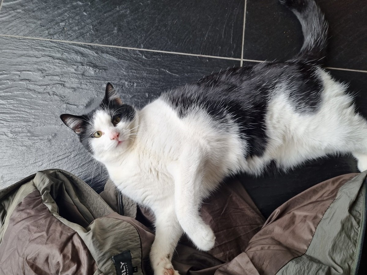 Nu al bijna vier weken geen spoor van kater Droppie - Sliedrecht24