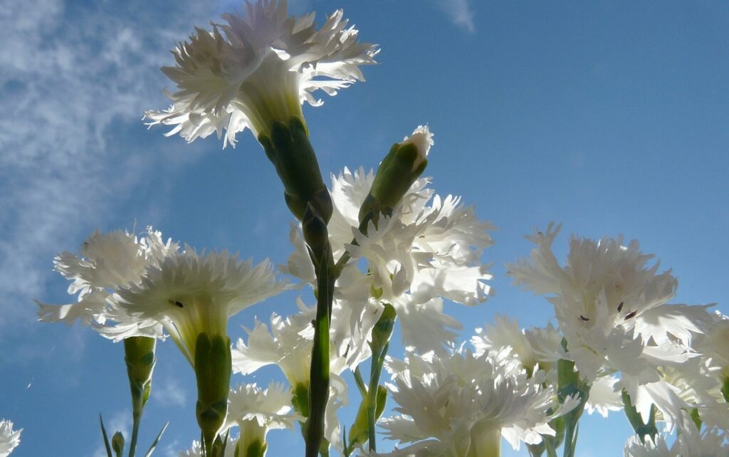 De Vries opent witte anjer perk in Albrechtplantsoen - Sliedrecht24