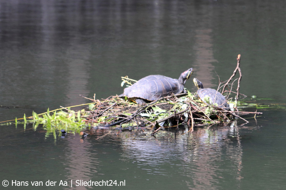 Schildpadden ‘bezetten’ nest van watervogel in vijver - Oozo.nl