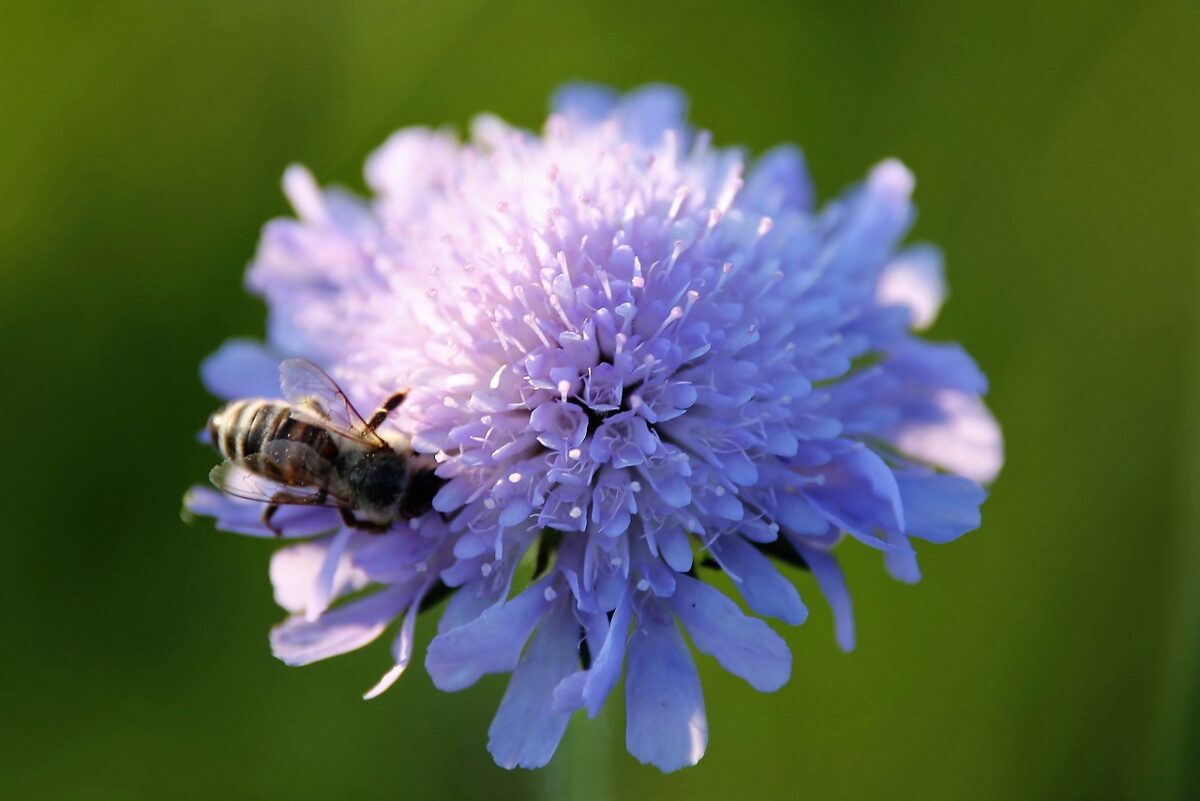 Groei & Bloei Alblasserwaard brengt lezing 'De eetbare siertuin ...
