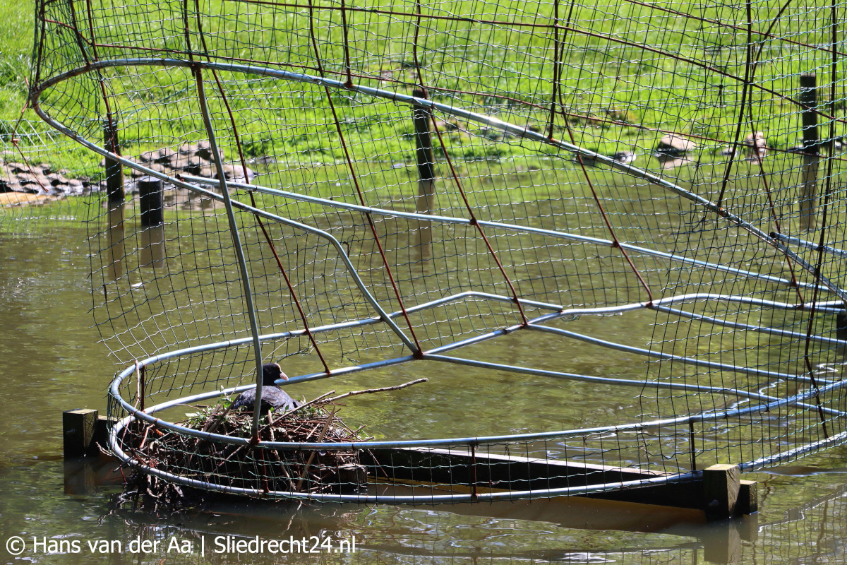 Broedende meerkoet waant zich veilig in openstaande bek van ‘walvis ...