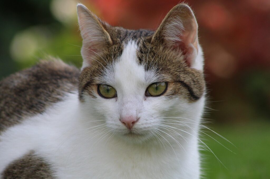 Gratis chip-actie voor katten en konijnen; voor honden al verplicht ...