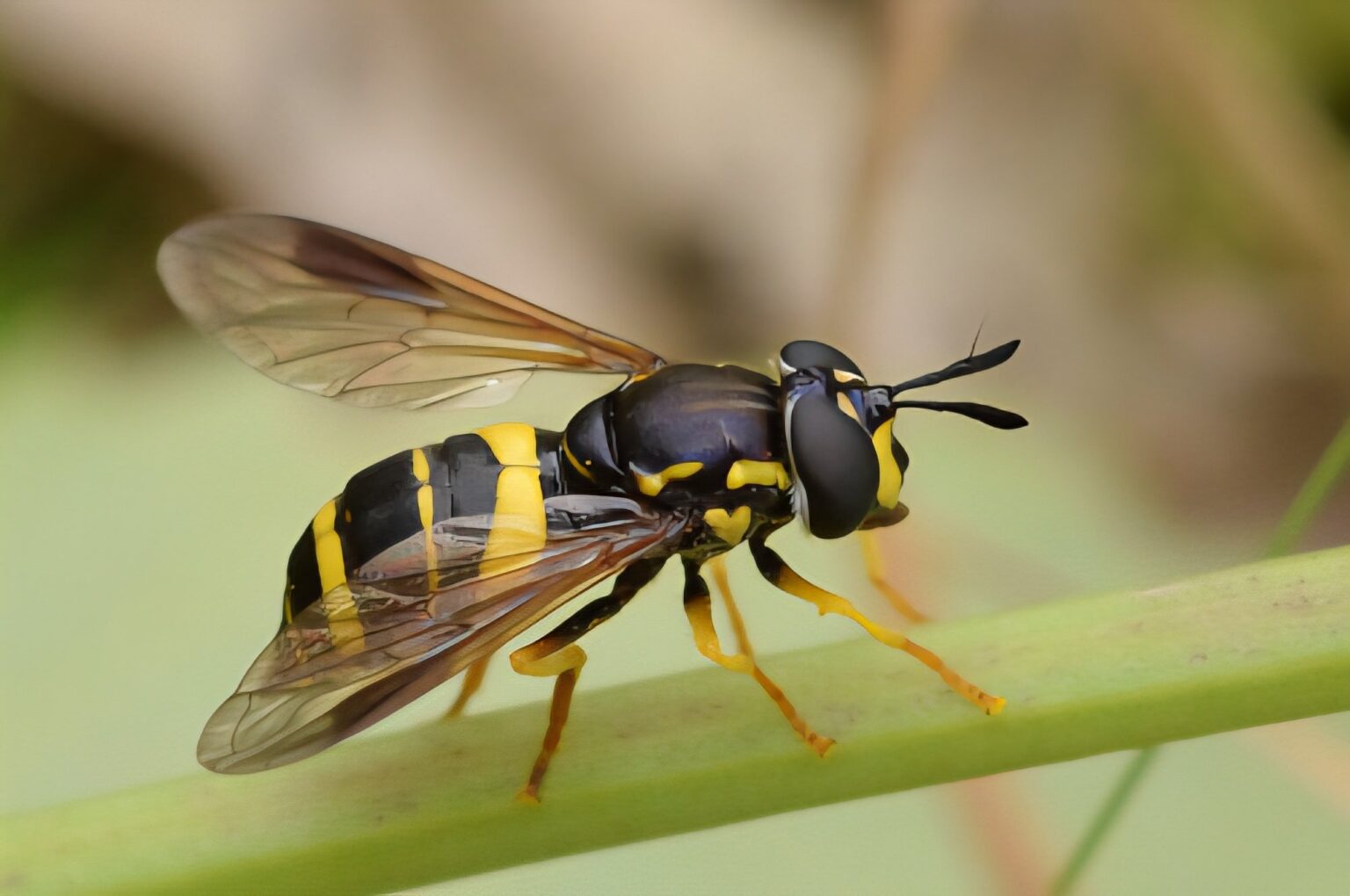 Saxyxxxxx in a spontaneous decision urge for a latina so I