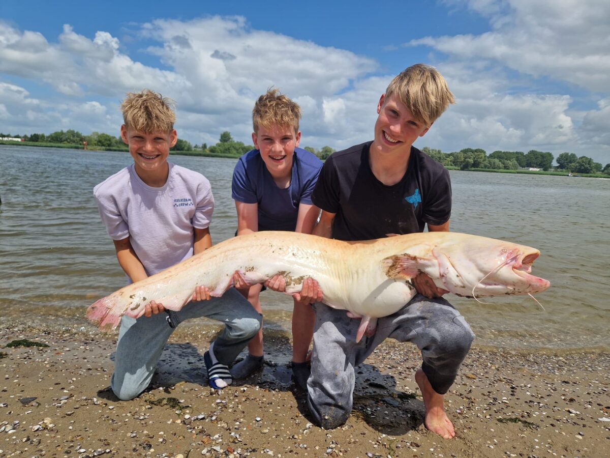 Albino meerval gevangen in Beneden-Merwede - Sliedrecht24