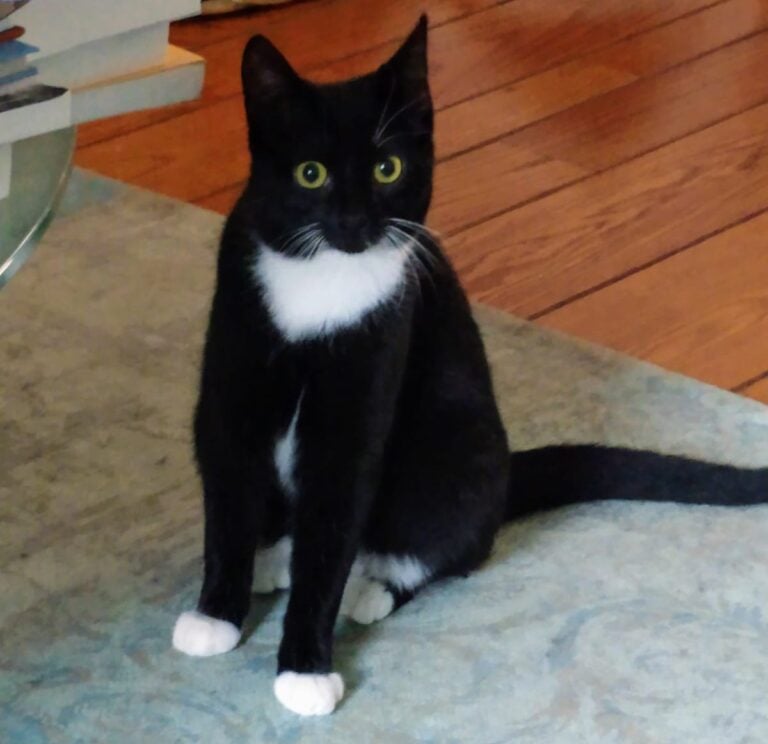 Poes Cleo is zoek; nu al dagen vermist en het is warm - Sliedrecht24
